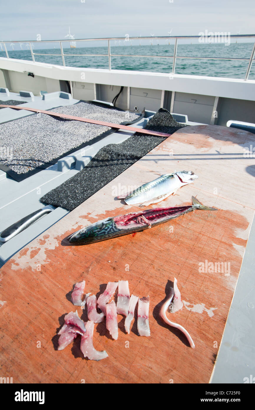 Sea fishing for Mackerel in the Irish sea Stock Photo - Alamy