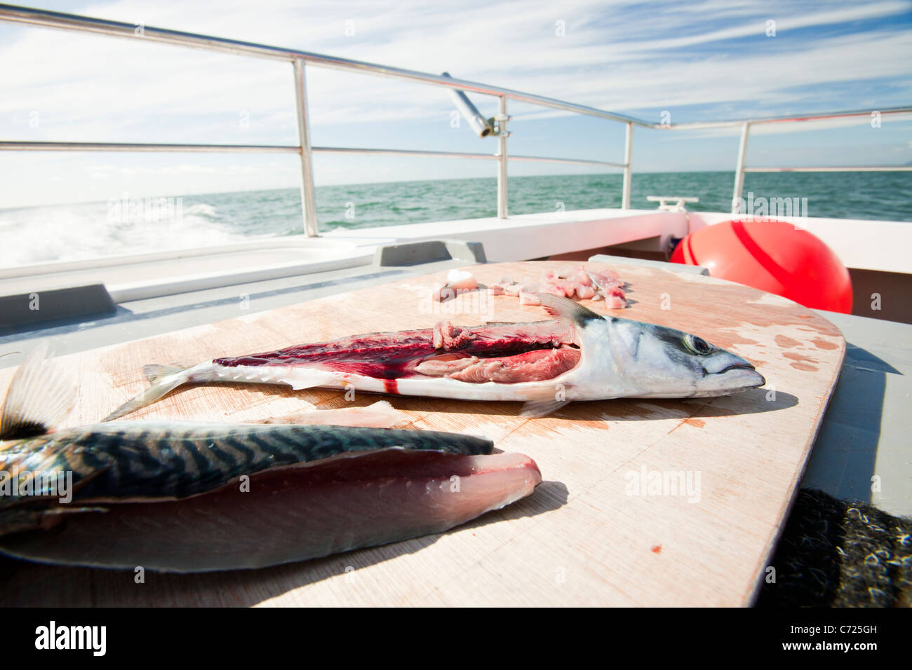 Irish mackerel hi-res stock photography and images - Alamy