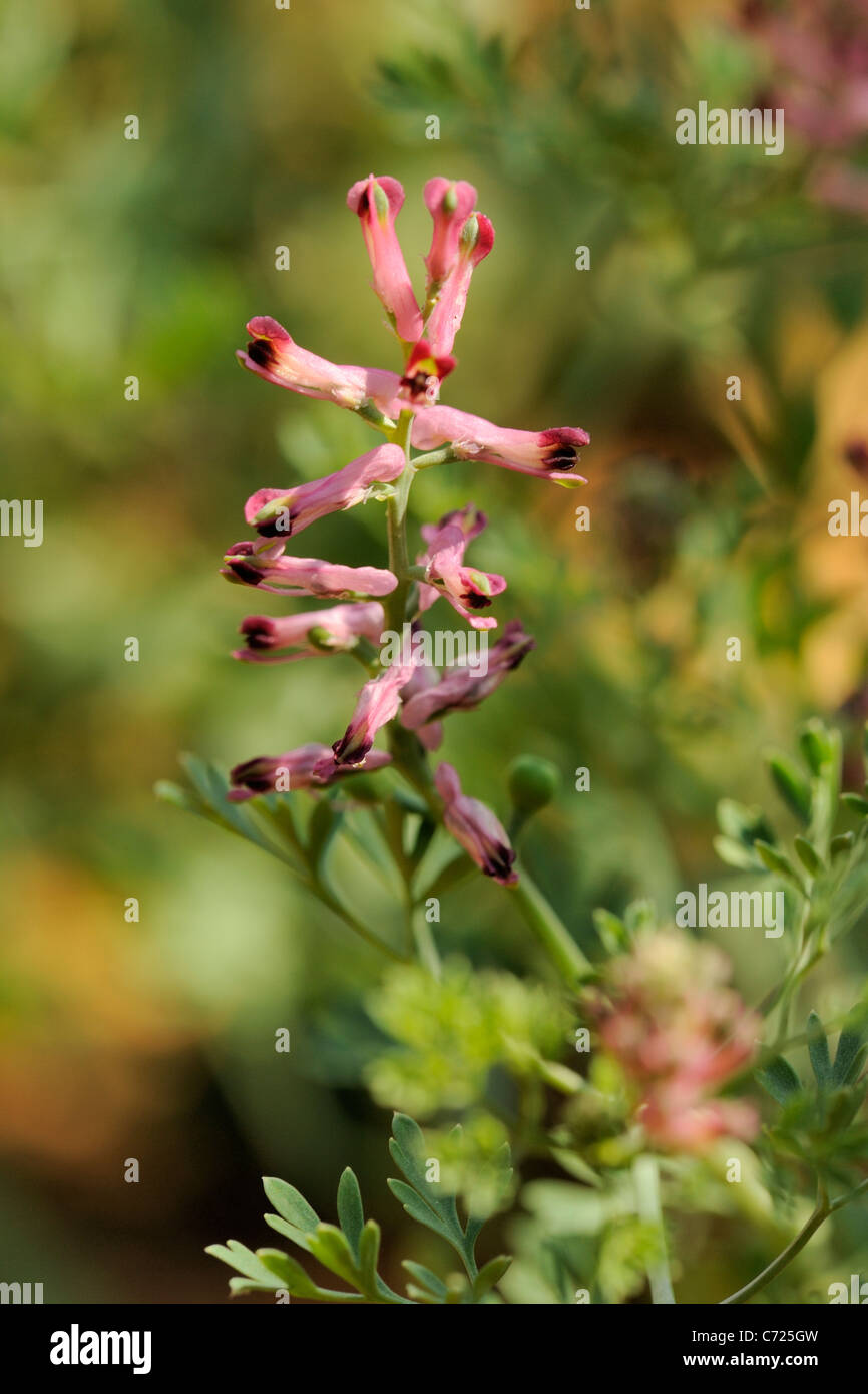 Fumaria officinalis hi-res stock photography and images - Alamy