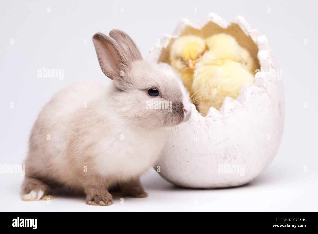 Little chick rabbit easter hi-res stock photography and images - Alamy
