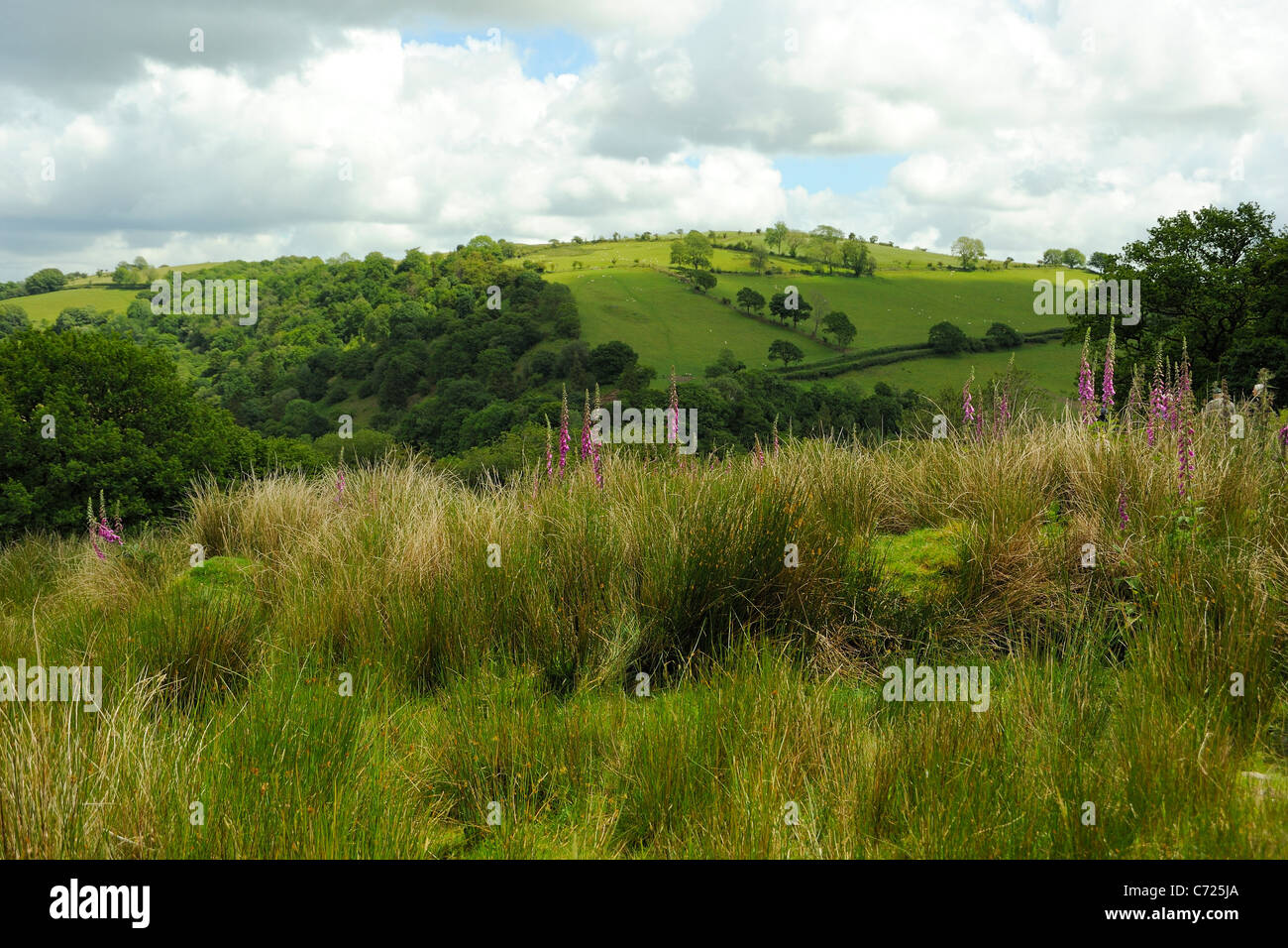 Foxgloves in Mid Wales landscape, Digitalis purpurea Stock Photo - Alamy