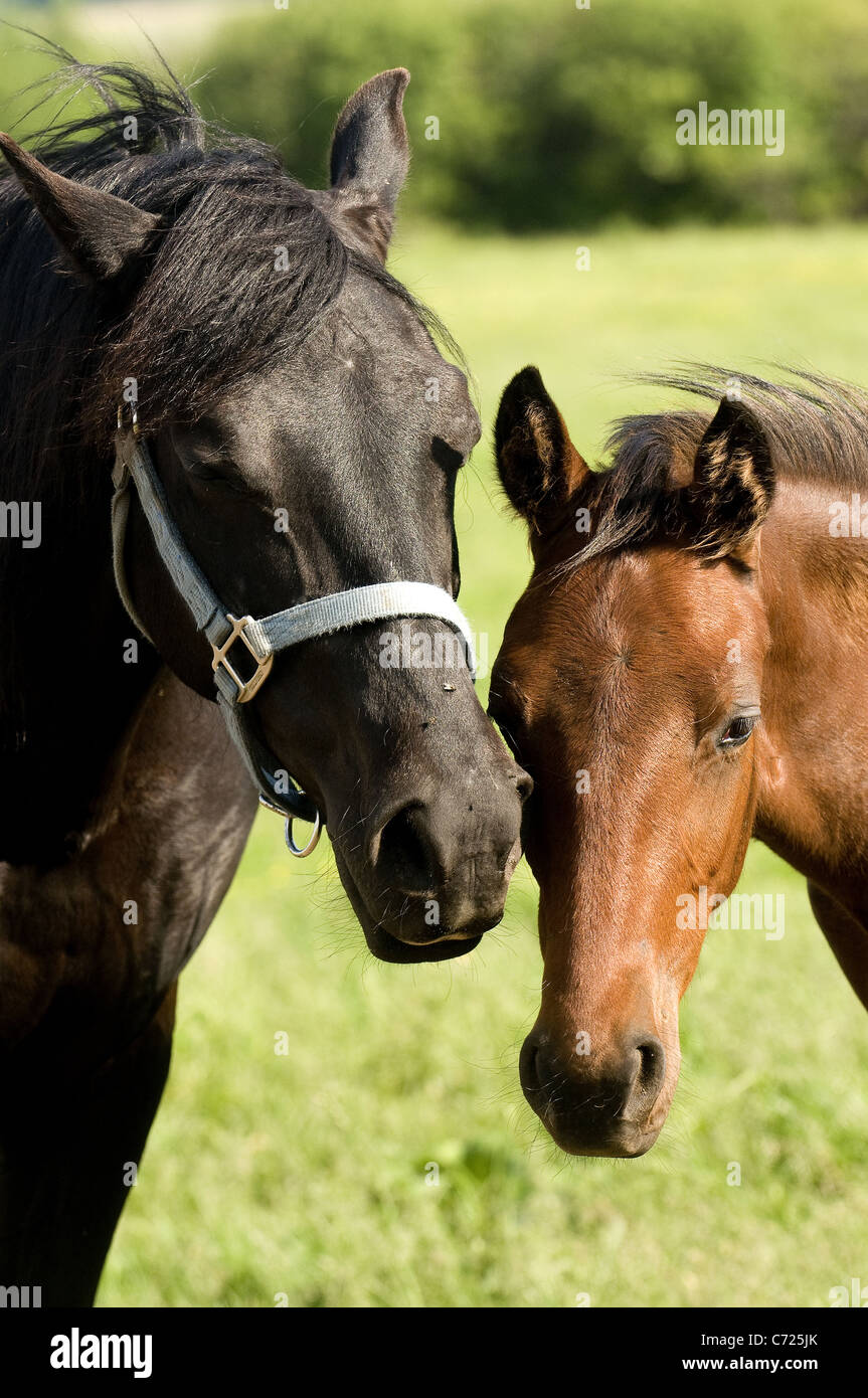 Two horses field hi-res stock photography and images - Alamy