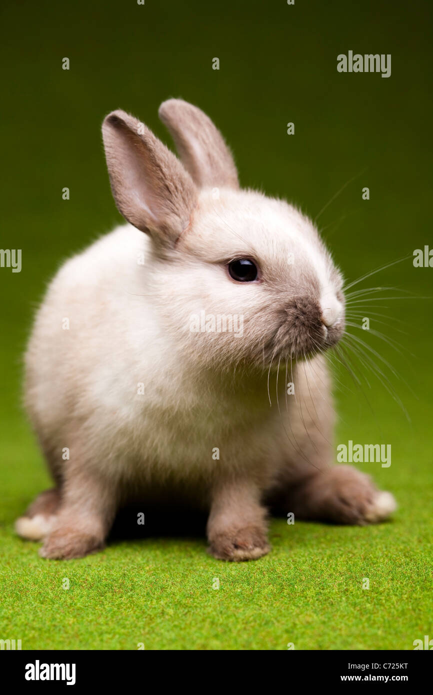 Green background and bunny Stock Photo - Alamy