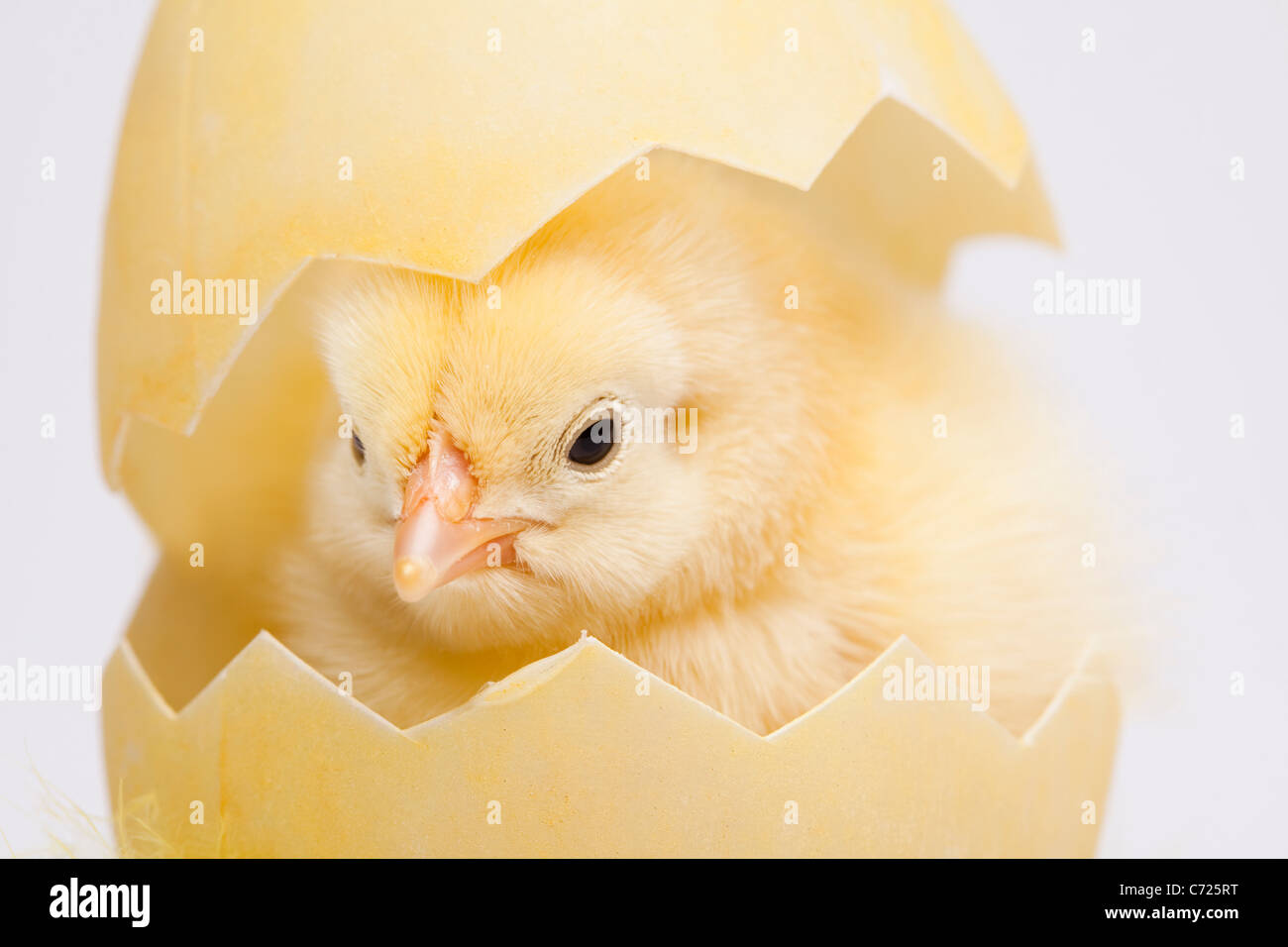 Chick and Eggs Stock Photo - Alamy