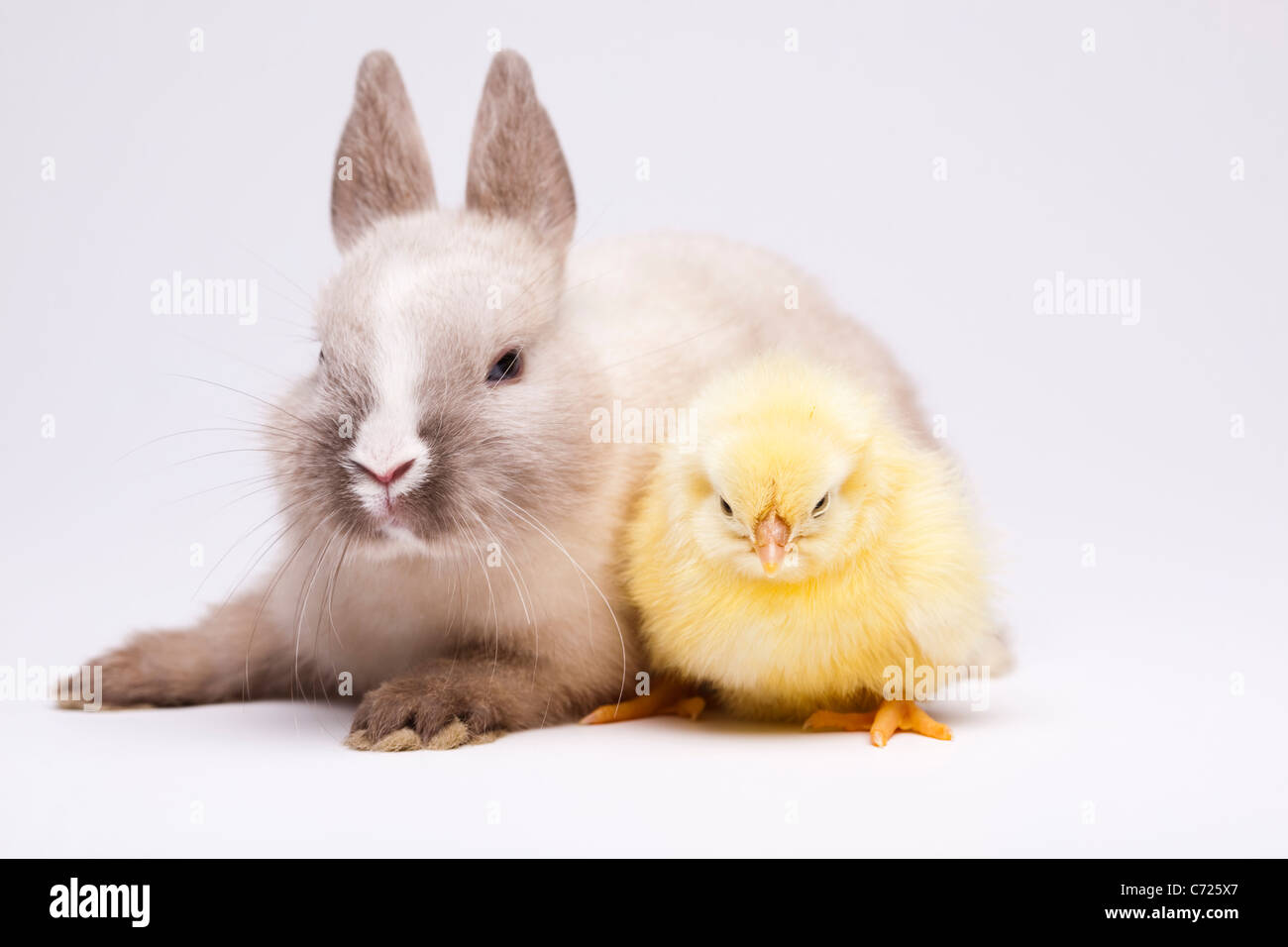 Little chick rabbit easter hi-res stock photography and images - Alamy
