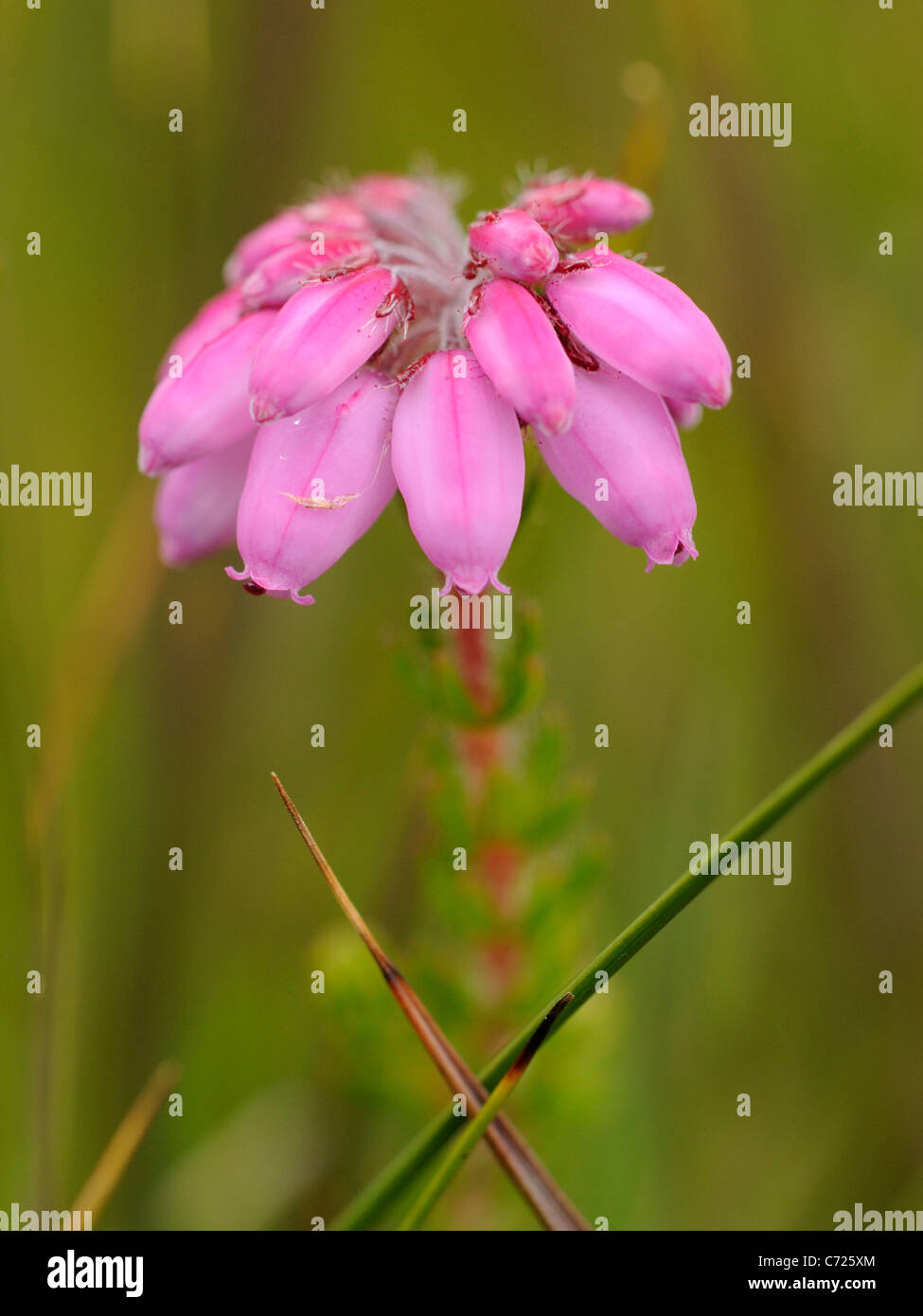 Erica x stuartii Stock Photo - Alamy