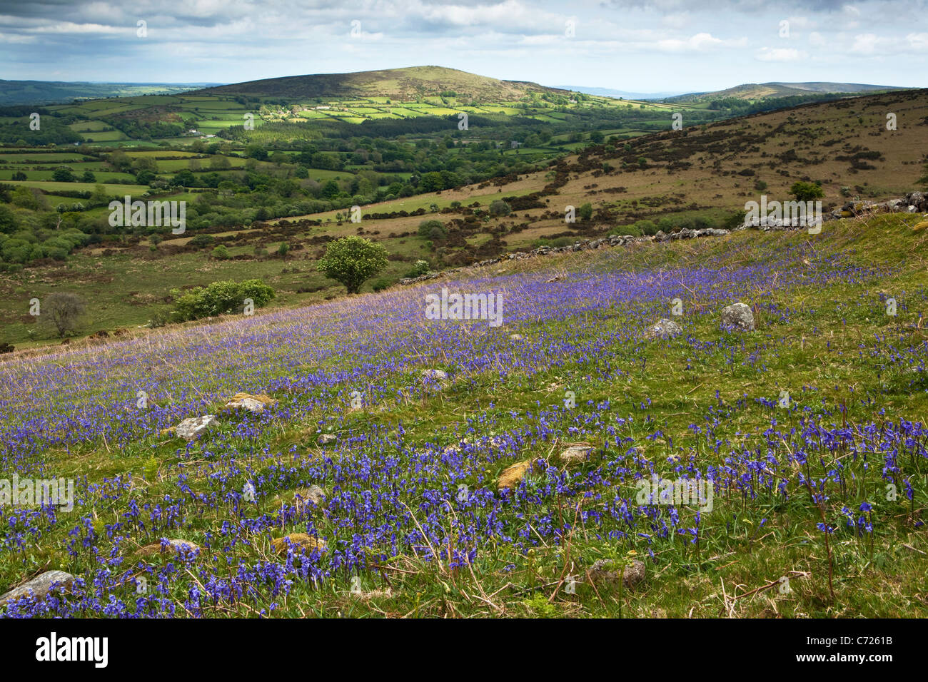 A panoramic view across Dartmoor National Park towards Easdon Tor with ...
