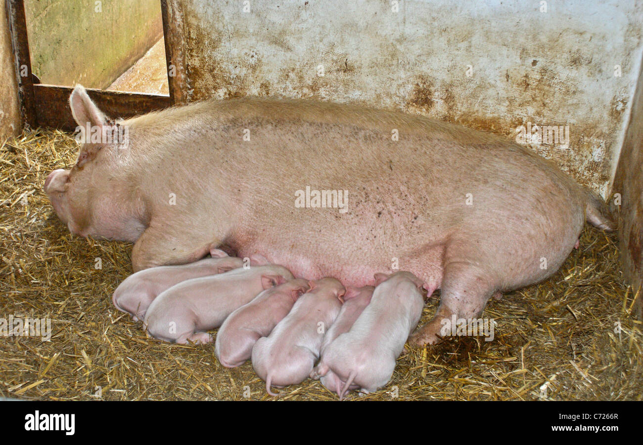 Piglets feeding hi-res stock photography and images - Alamy