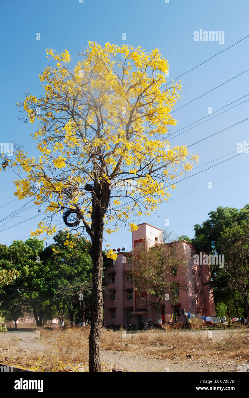 Amaltas hi-res stock photography and images - Alamy