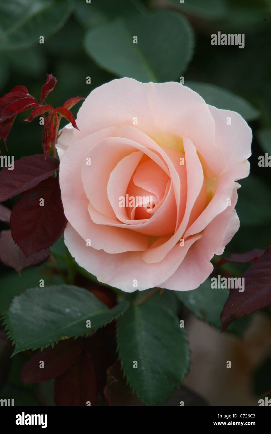 Rosa High Hopes Stock Photo - Alamy