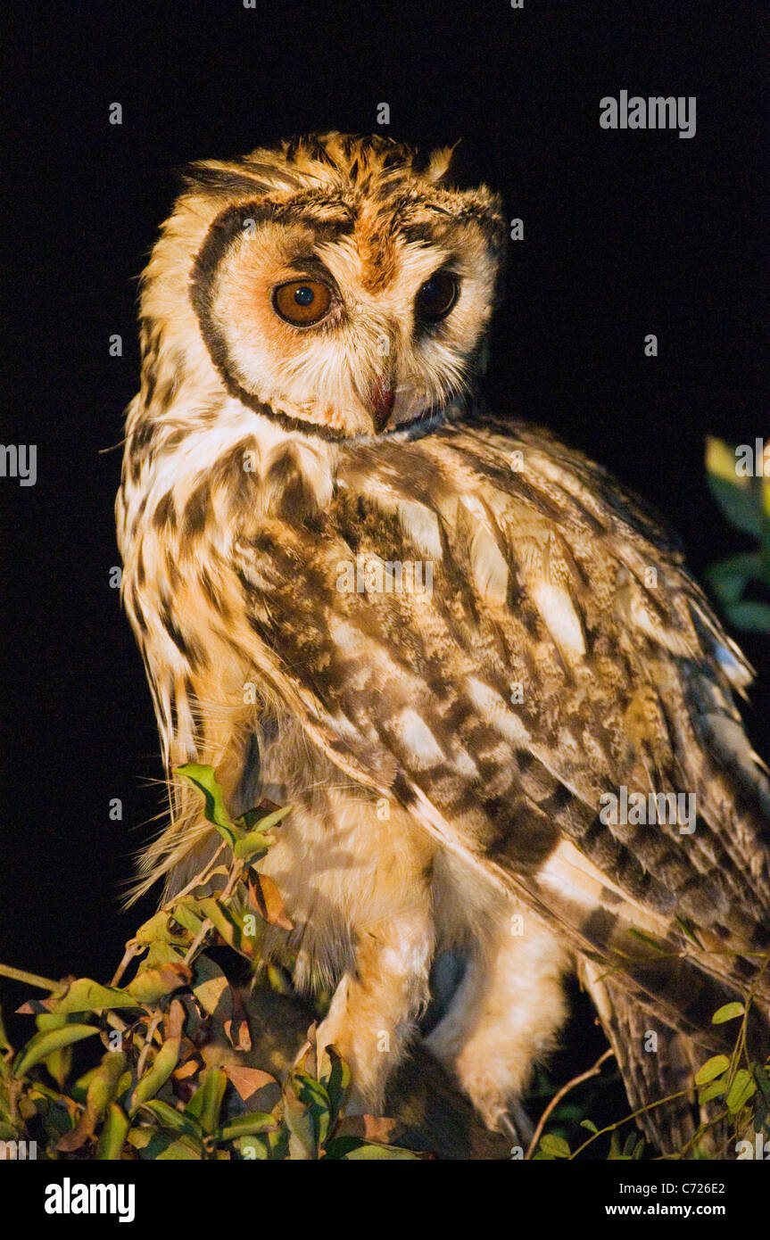 Striped owl hi-res stock photography and images - Alamy