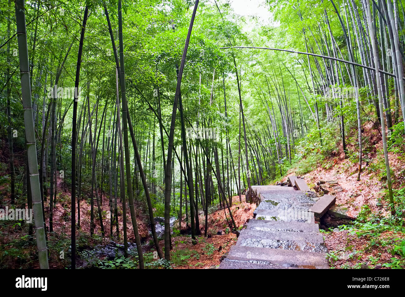 Path in a chinese bamboo forest Stock Photo - Alamy
