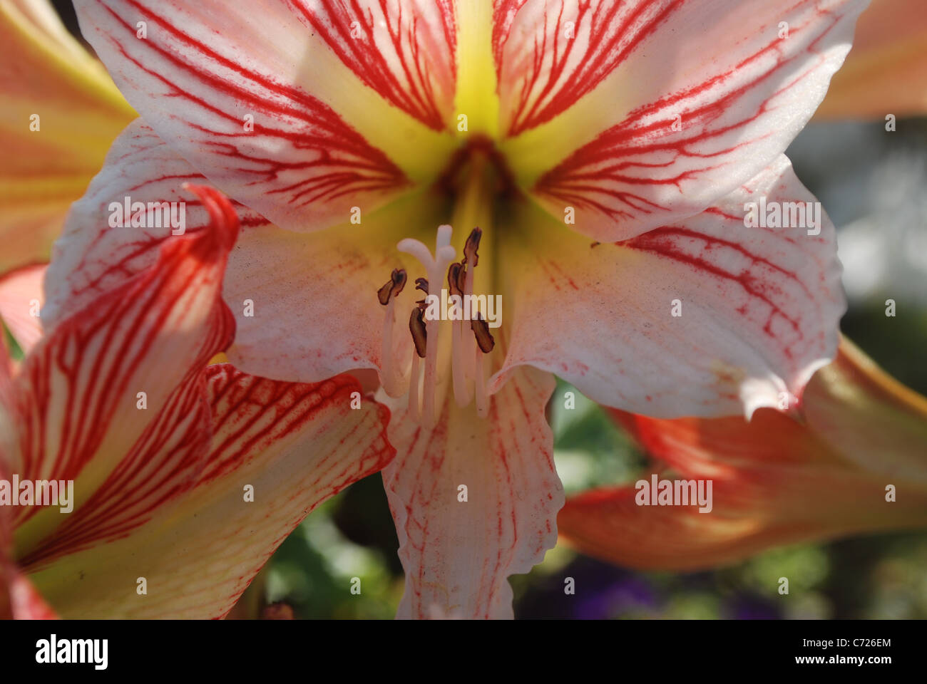 Milk and Wine Lily Stock Photo - Alamy