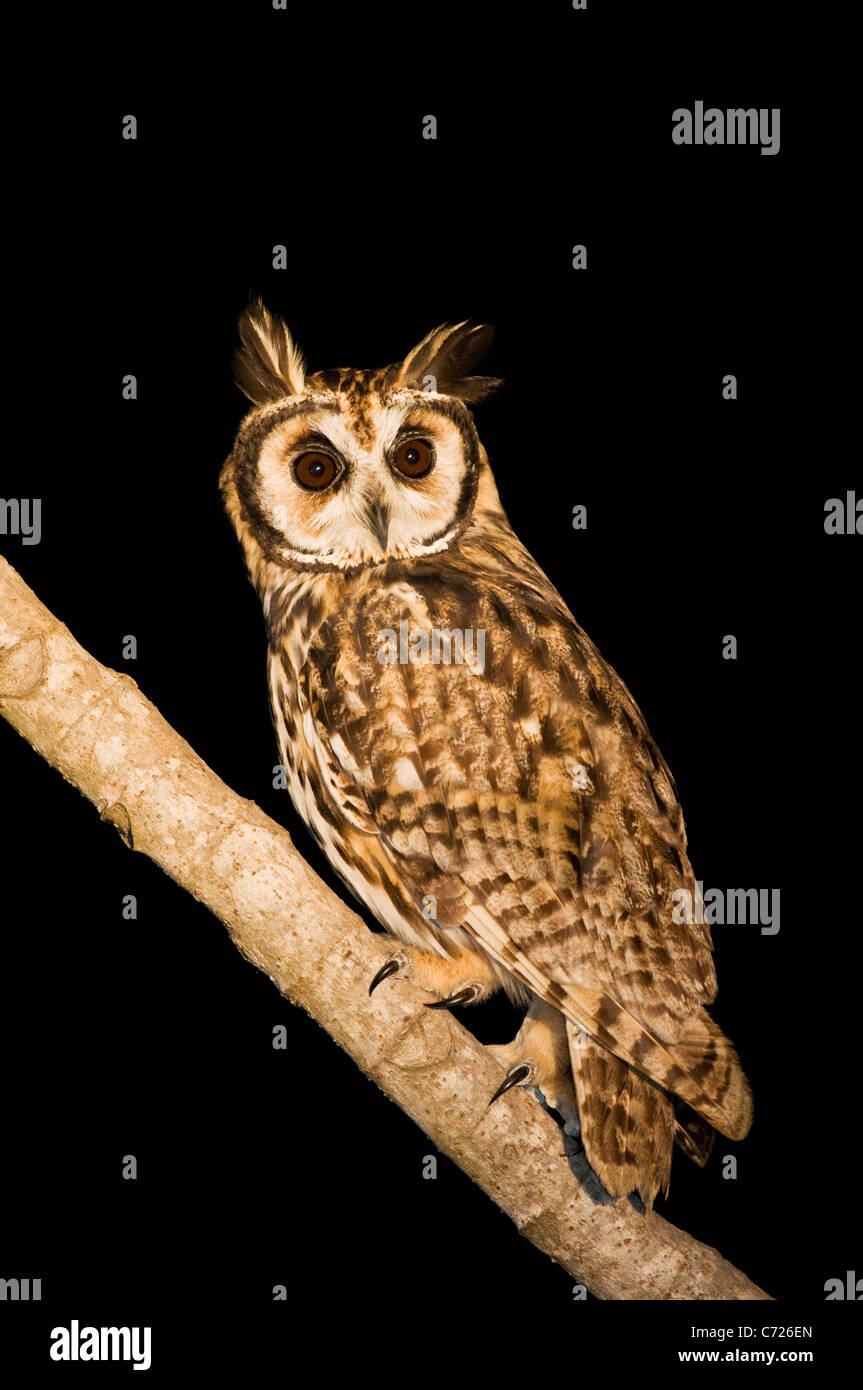 Striped owls hi-res stock photography and images - Alamy