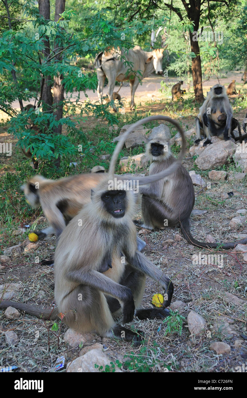 Feed monkeys hi-res stock photography and images - Alamy