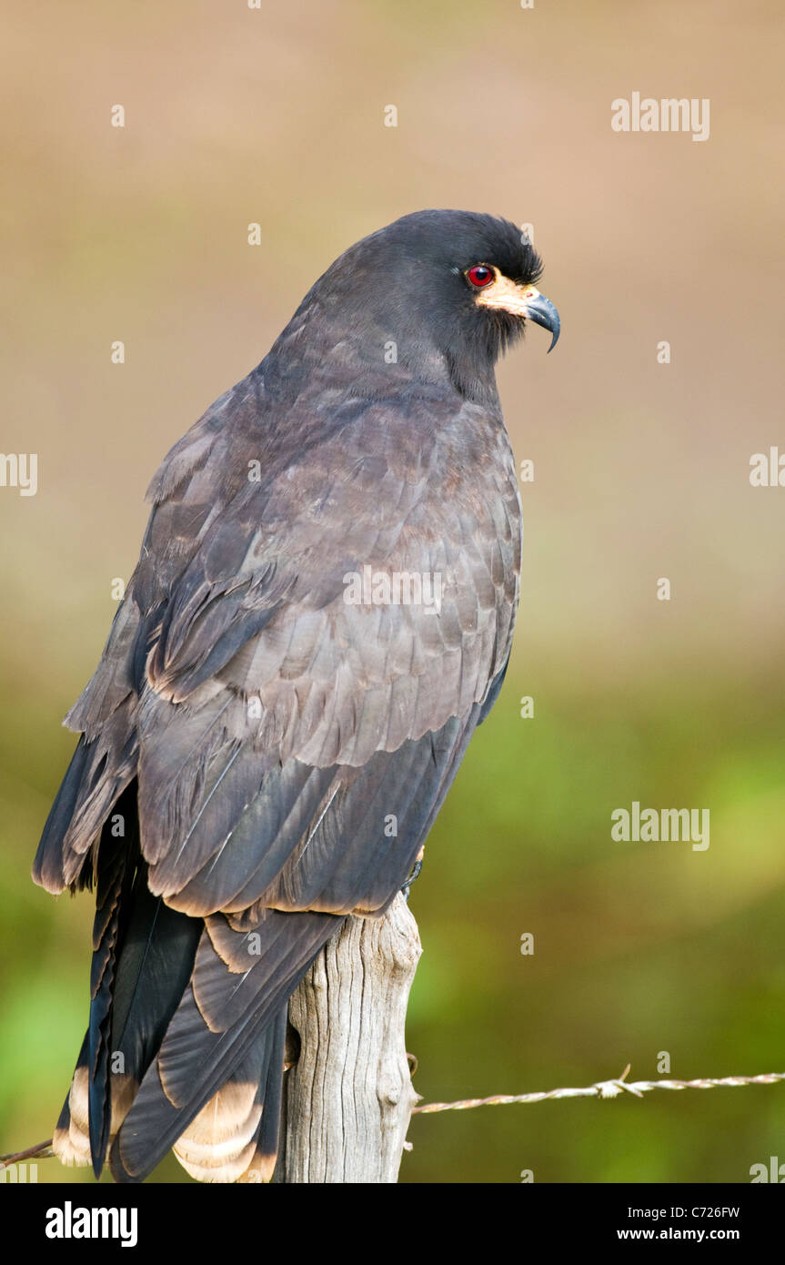 Snail kites hi-res stock photography and images - Alamy