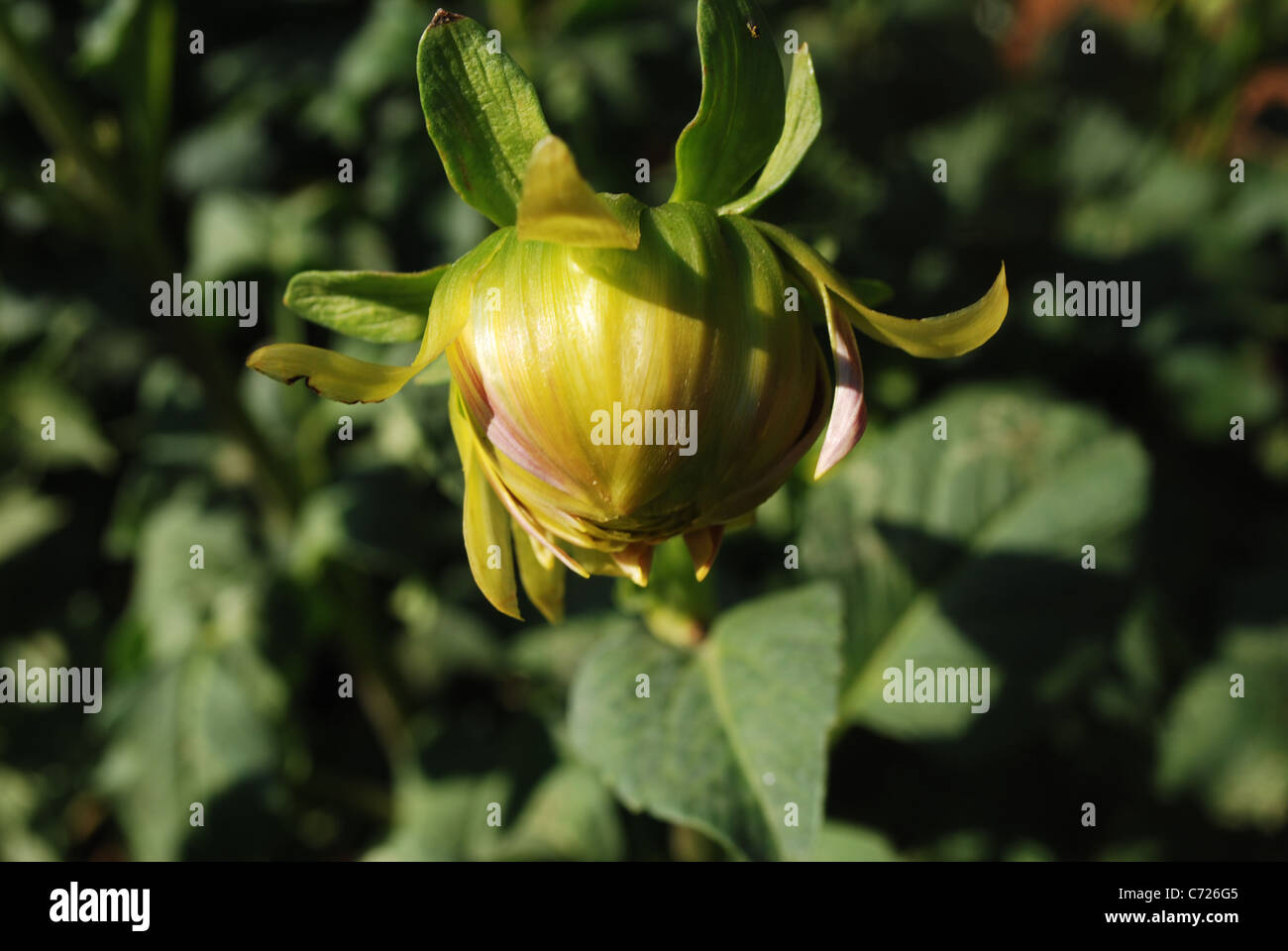 dahlia plant Stock Photo - Alamy