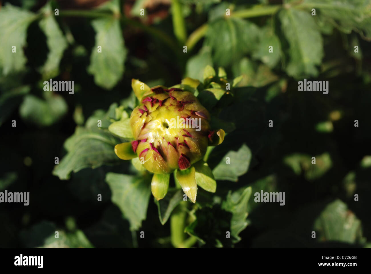 dahlia plant Stock Photo - Alamy