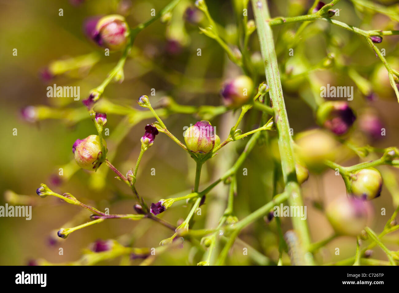 Scrophularia hi-res stock photography and images - Alamy
