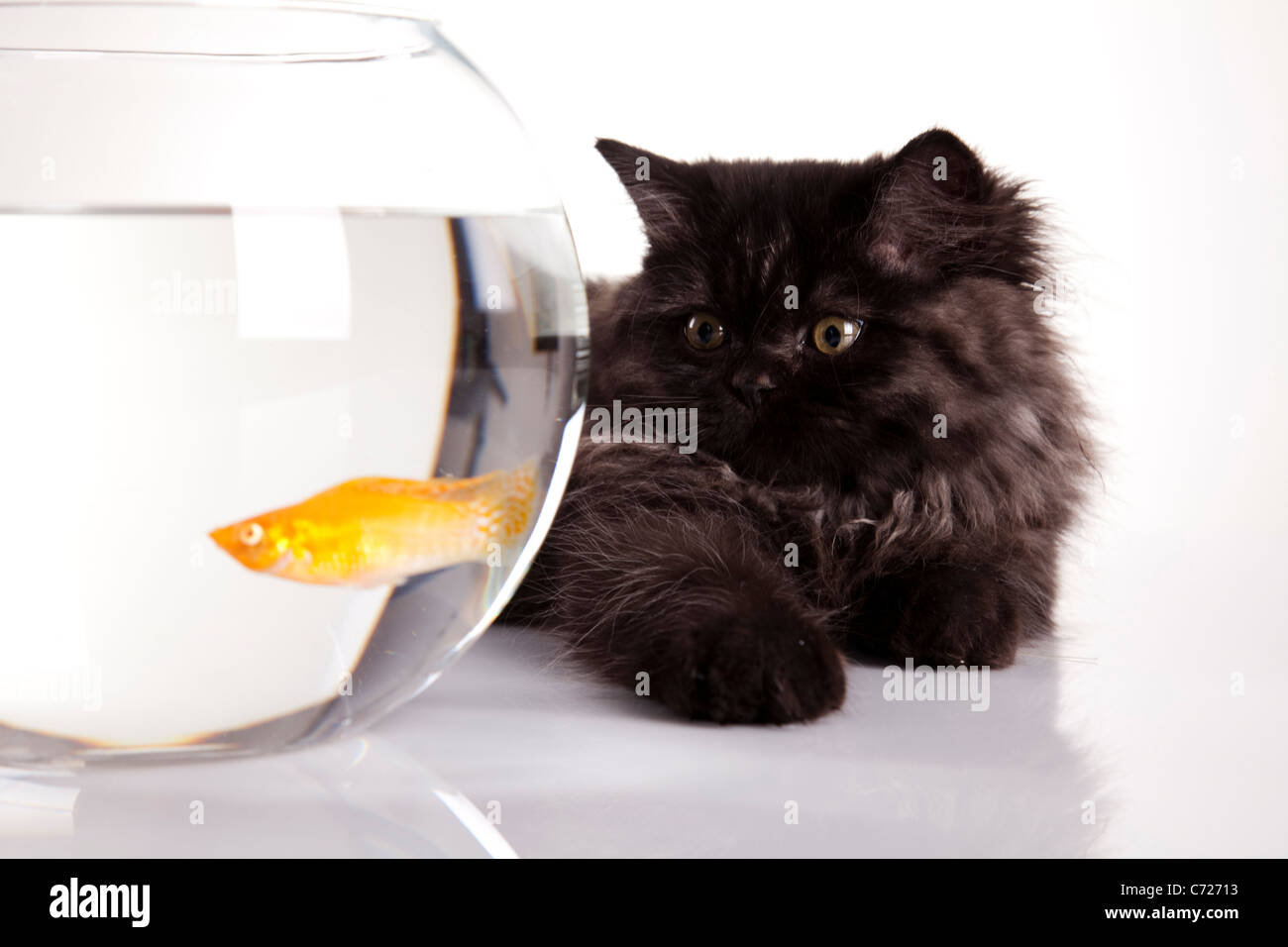 Black cat & Gold fish Stock Photo - Alamy