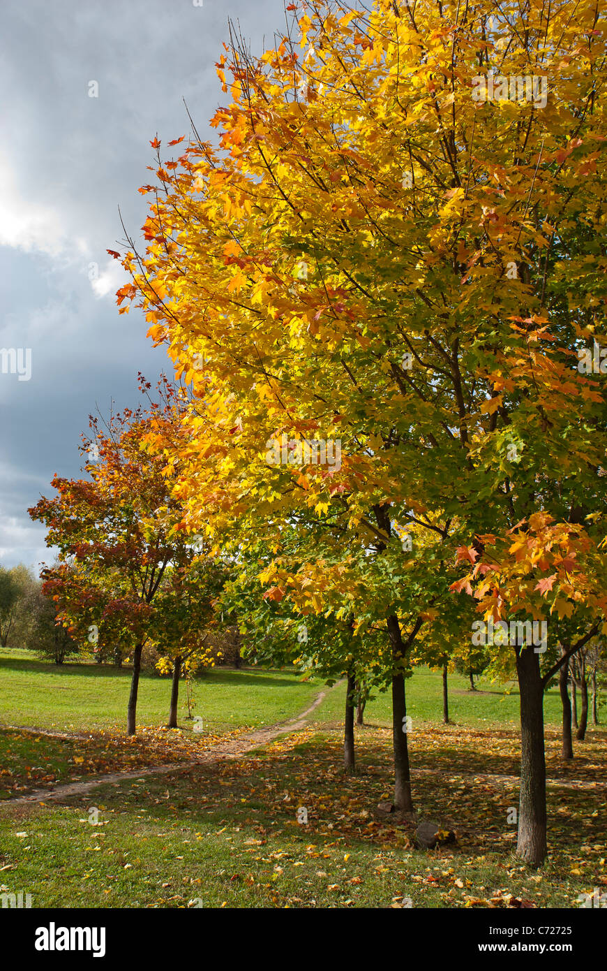 Autumn maple trees in park Stock Photo - Alamy