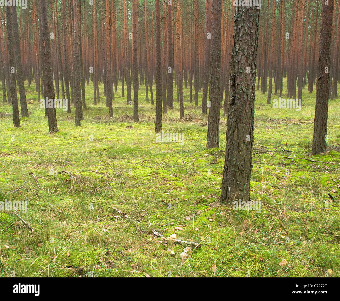 Coniferous forest flower hi-res stock photography and images - Alamy