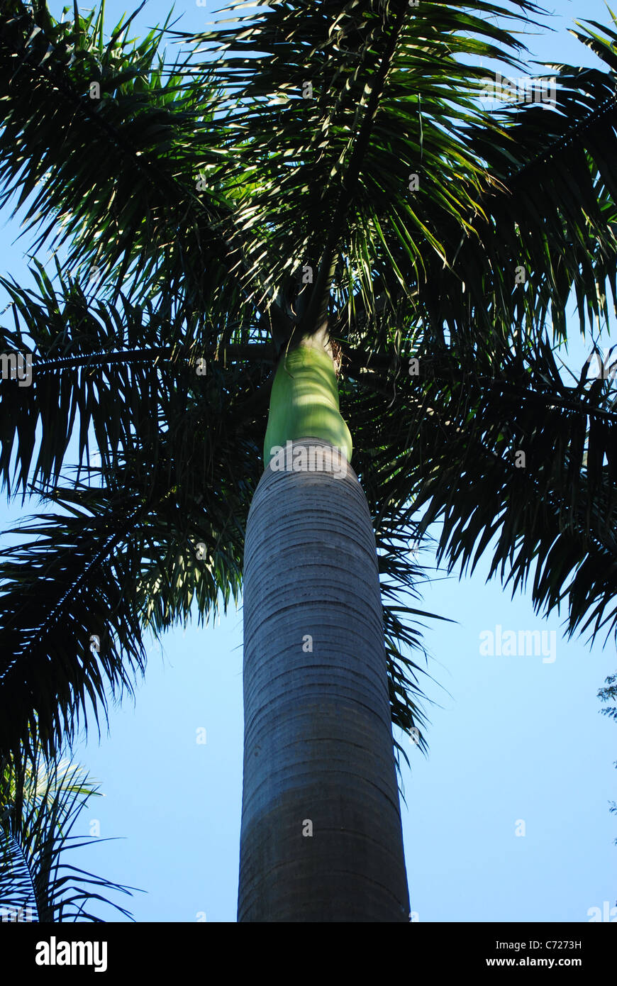 Royal palm tree hi-res stock photography and images - Alamy