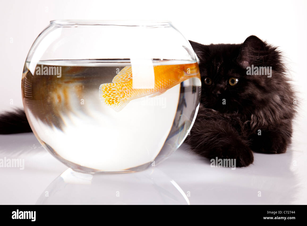Black cat & Gold fish Stock Photo - Alamy