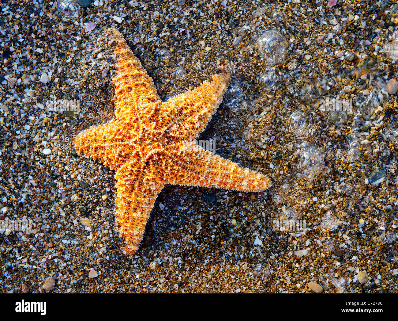Starfish on sea coast. A wet shell rock Stock Photo - Alamy