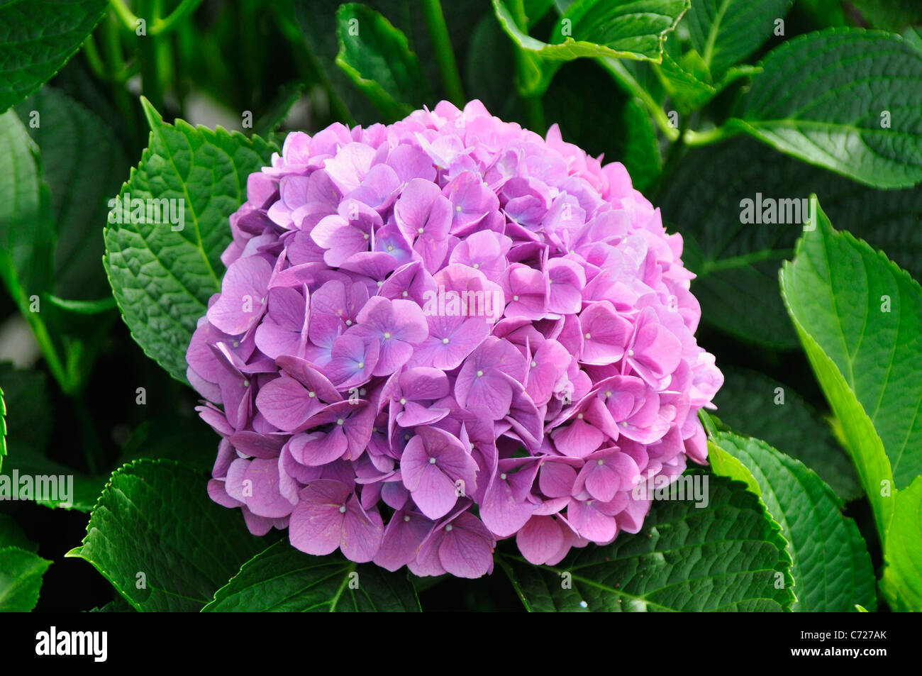 Hydrangea plant also grown in gardens hi-res stock photography and ...