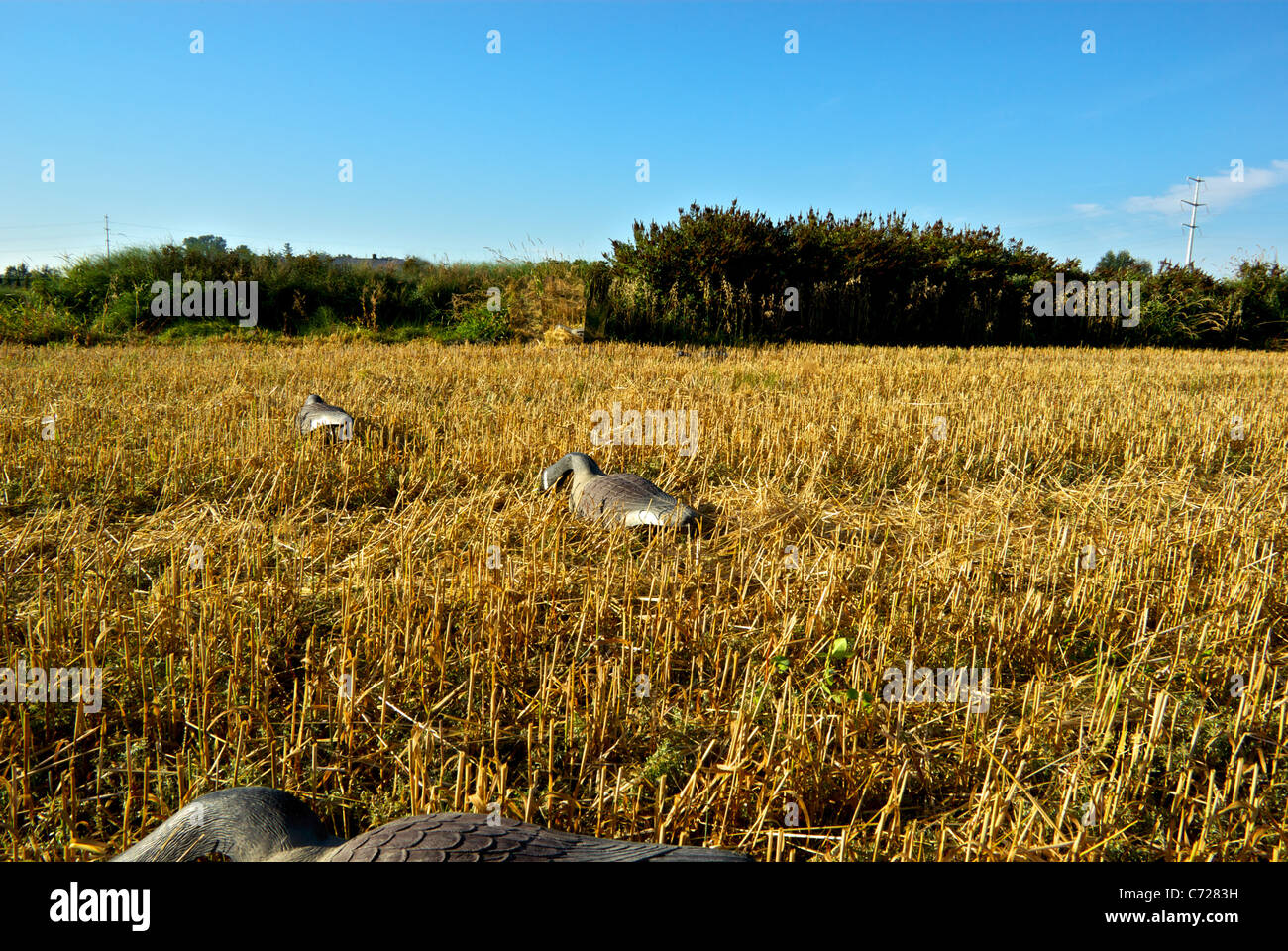 Goose hunting shell decoys in field of harvested oats stubble field ...