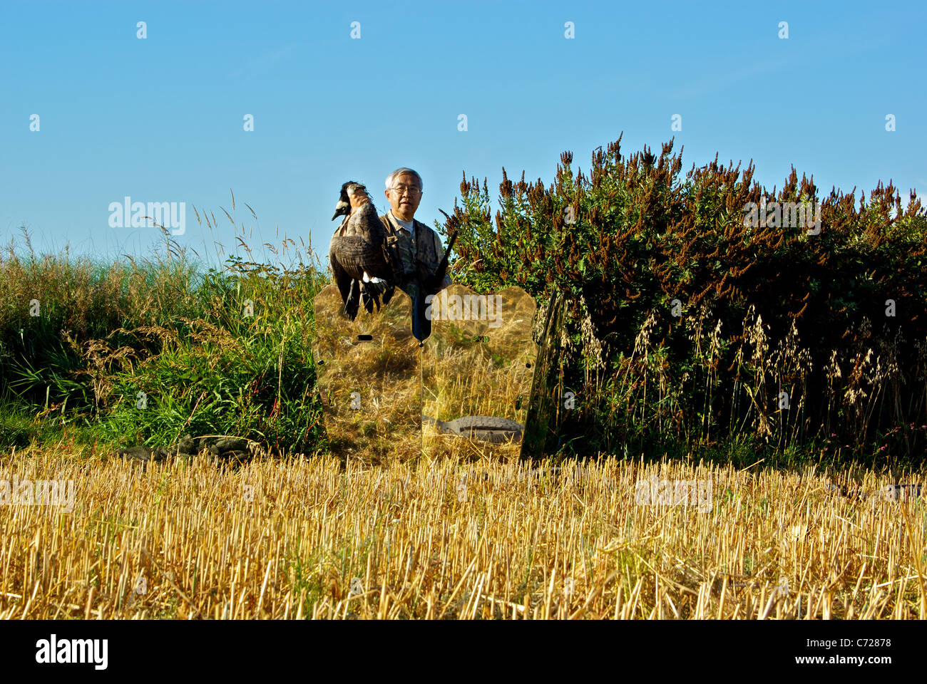 Goose hunter holding dead Canada goose in field of harvested oats ...