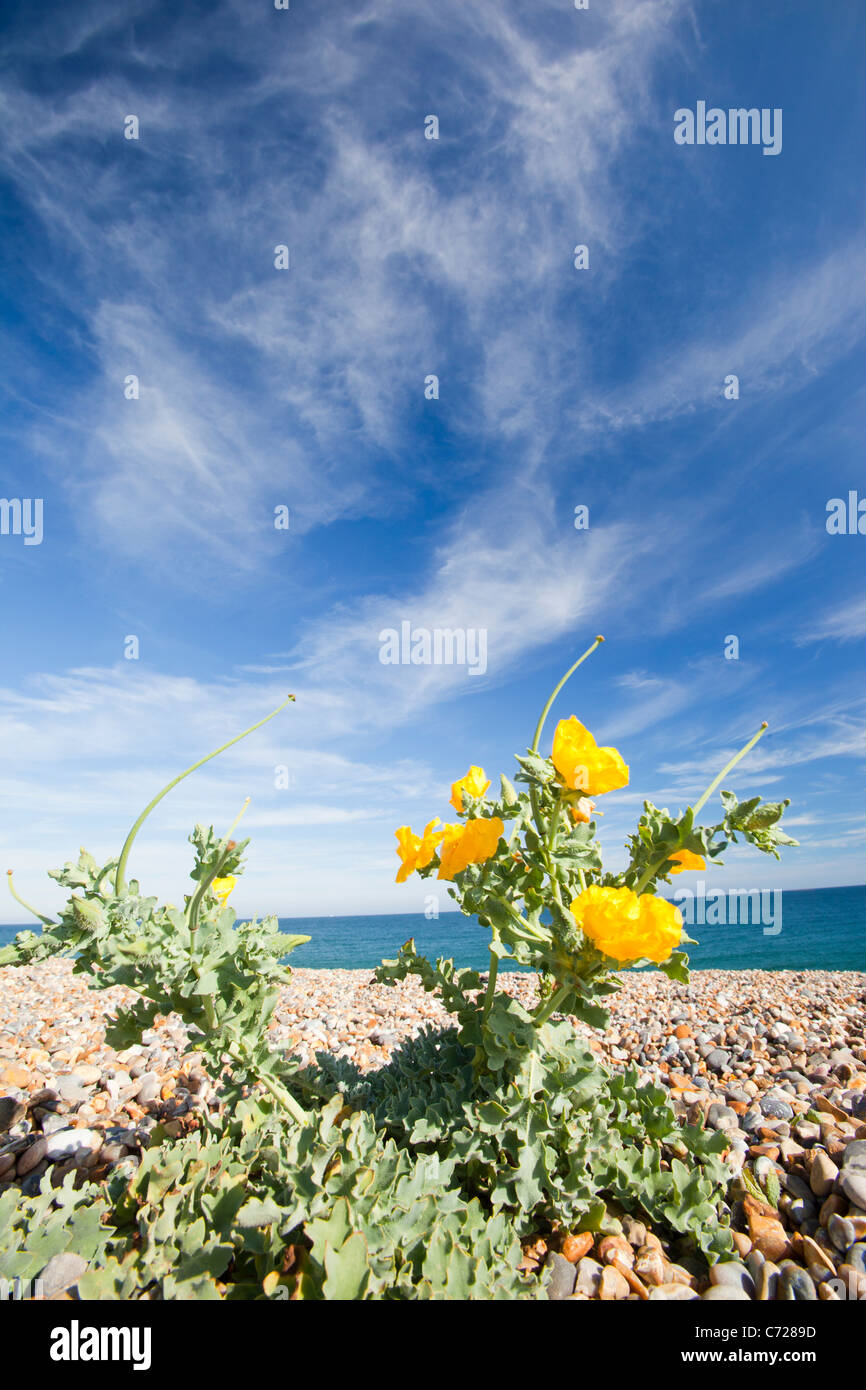 Yellow Horned Poppy (Glaucium flavum) on the beach in Cley, Norfolk ...