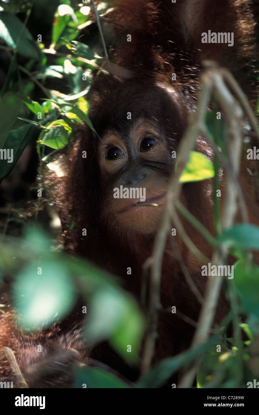 Bornean Orangutan (Pongo pygmaeus) peering through the rain forest ...
