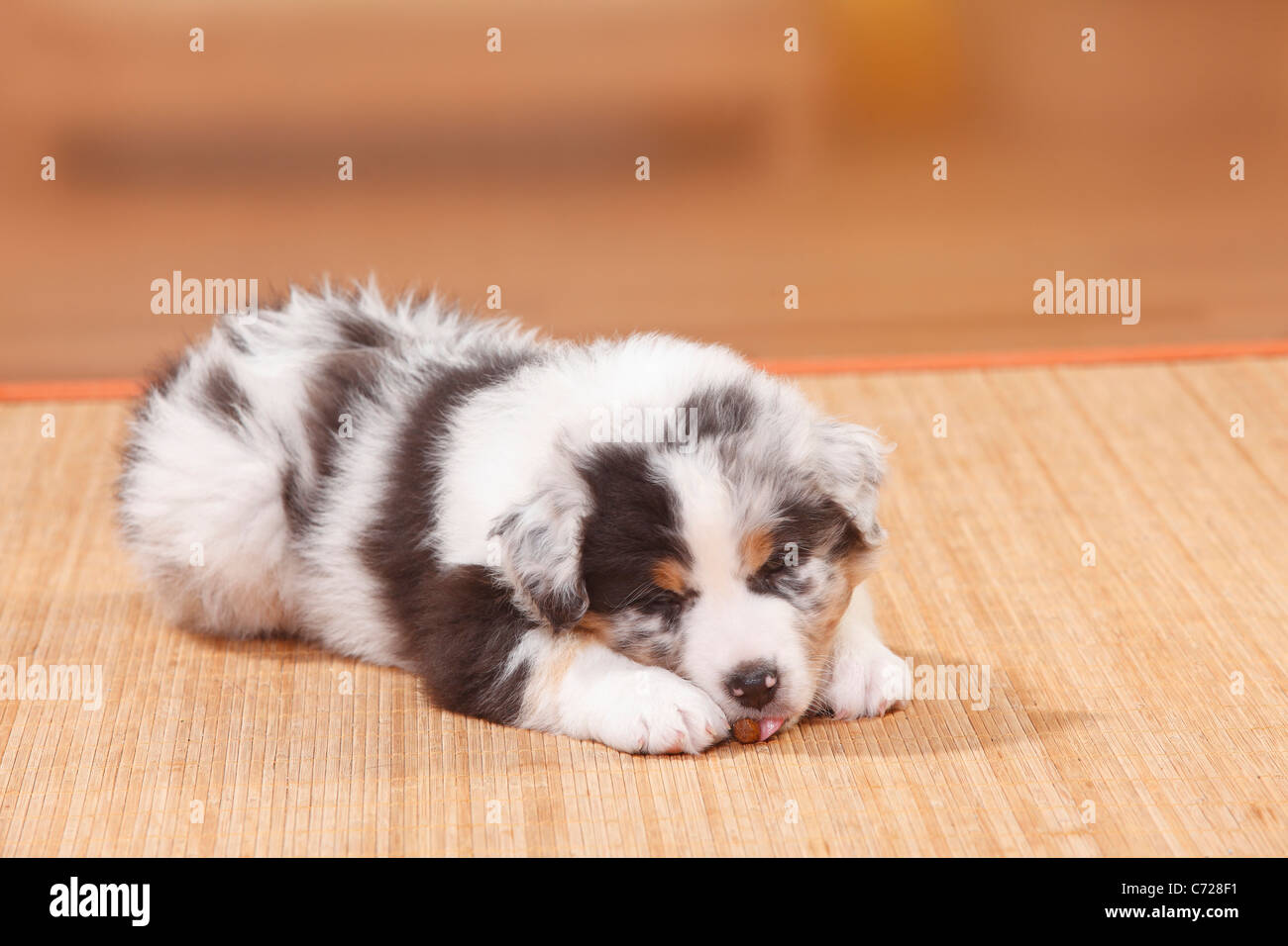 Blue merle australian shepherd puppy hi-res stock photography and ...