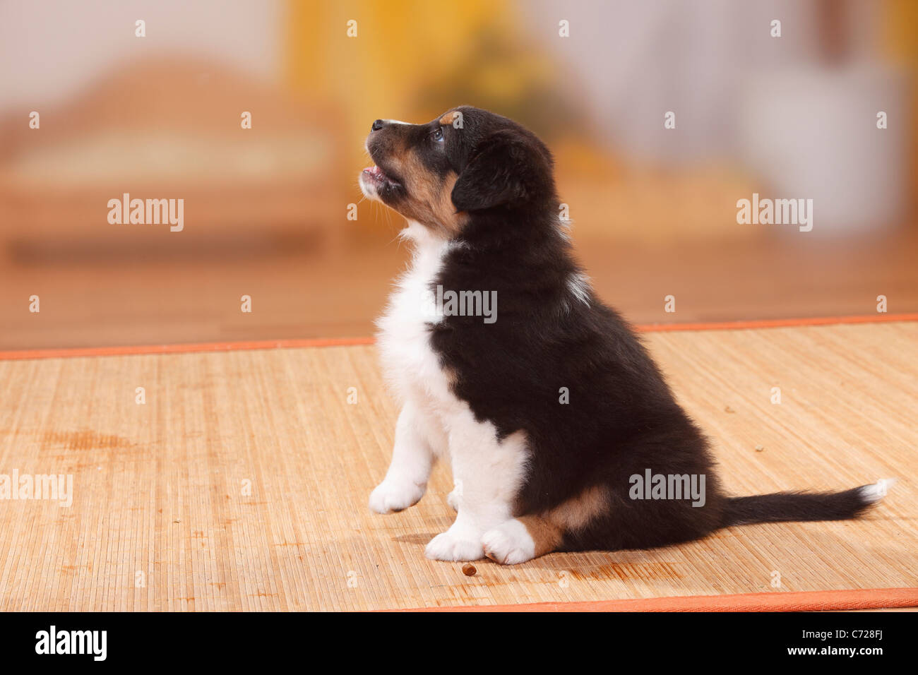 Australian shepherd barking High Resolution Stock Photography and ...