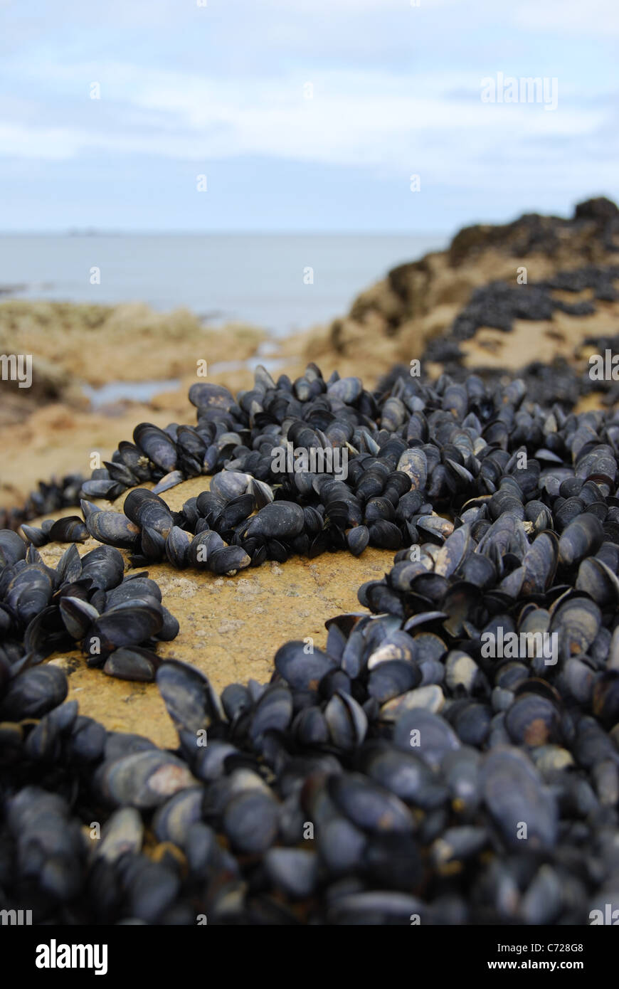 Mussels on a rocky beach in Brittany, France Stock Photo - Alamy