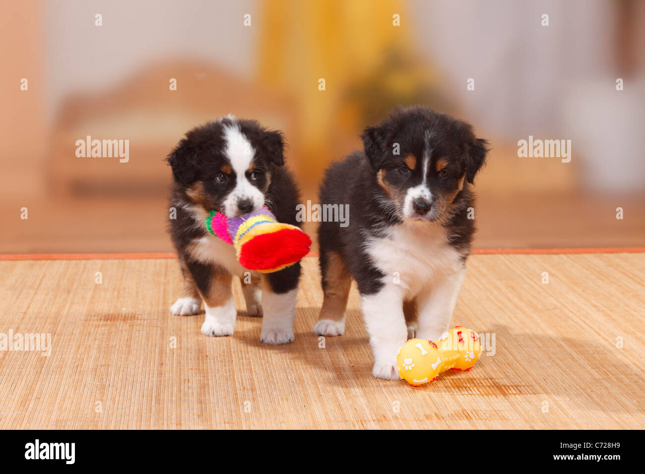 Australian Shepherd, puppies, black-tri / toy, toys Stock Photo - Alamy