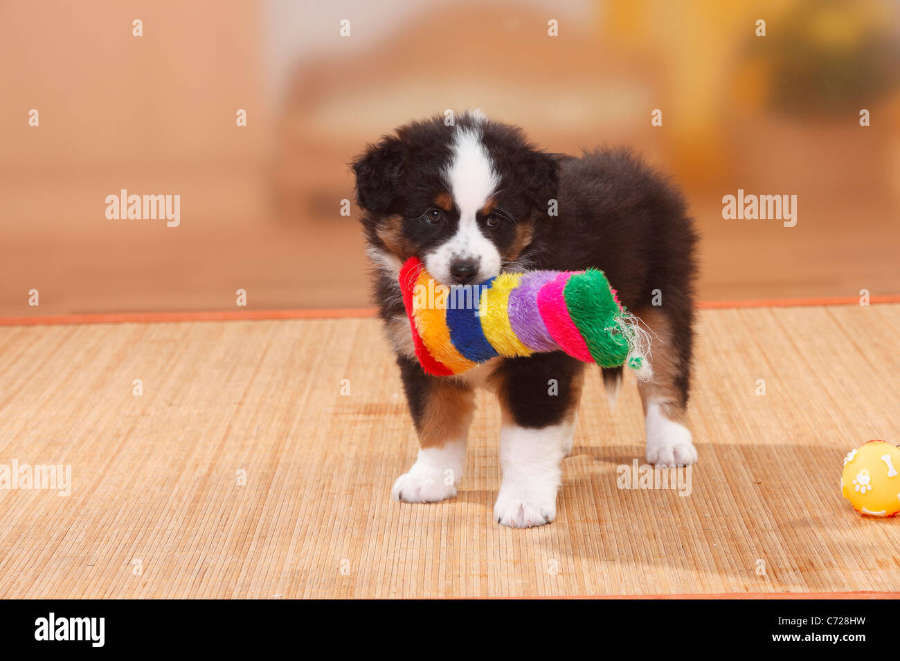 Australian Shepherd, puppy, black-tri / toy Stock Photo - Alamy