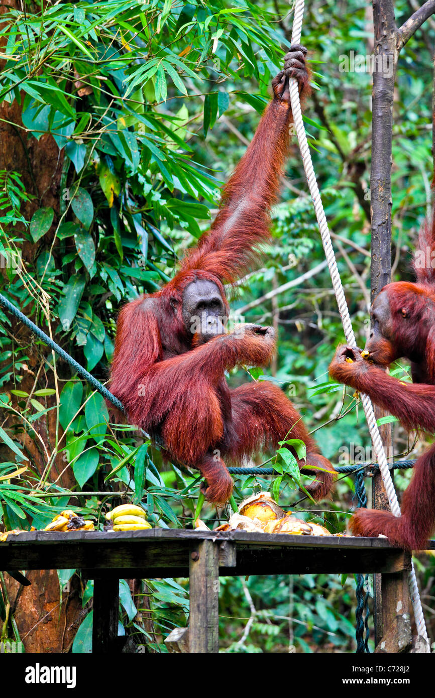 orangutang in Semenggoh Wildlife Rehabilitation Centre Stock Photo - Alamy