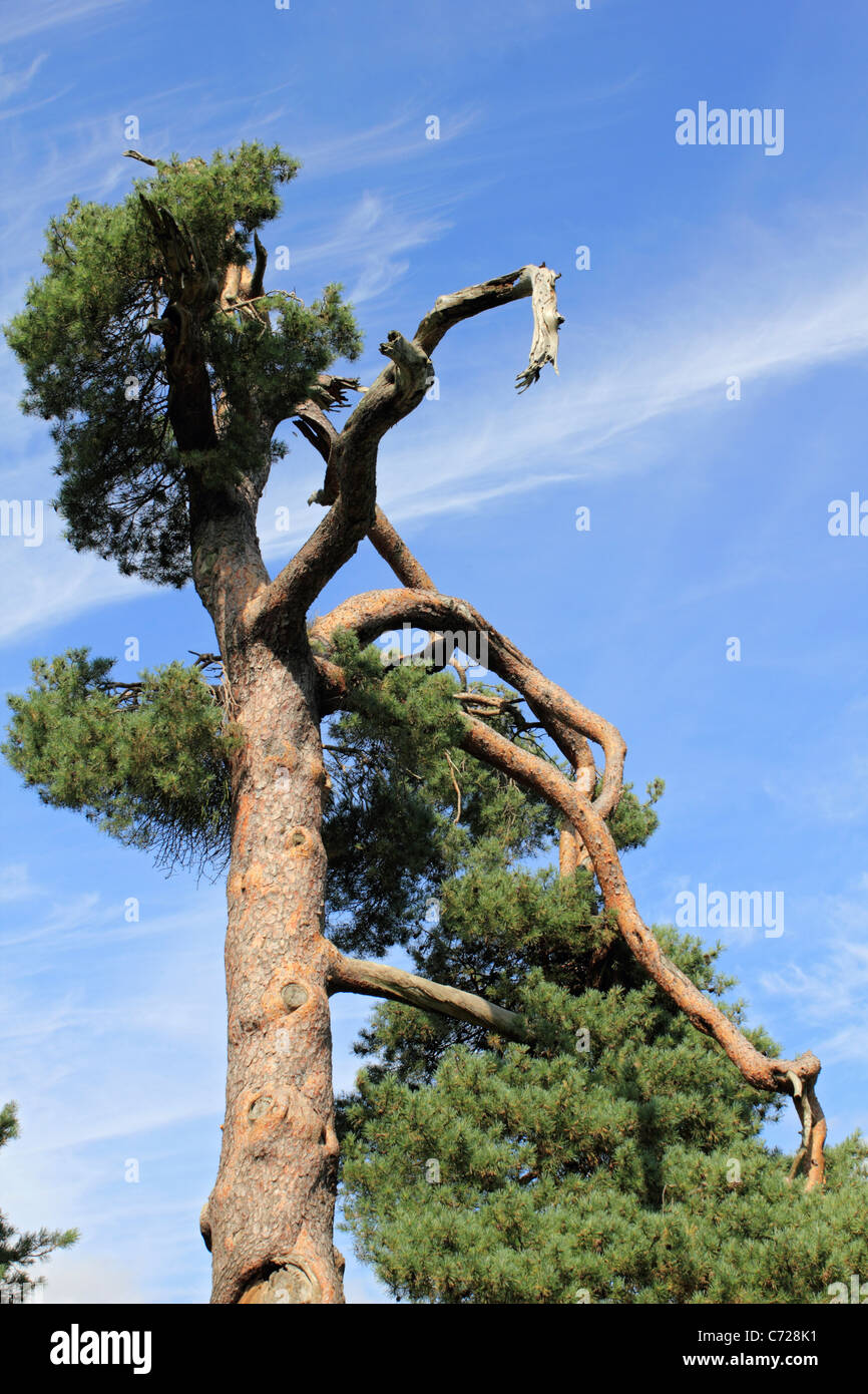 Damaged pine tree in Nonsuch Park Ewell Surrey England UK Stock Photo ...