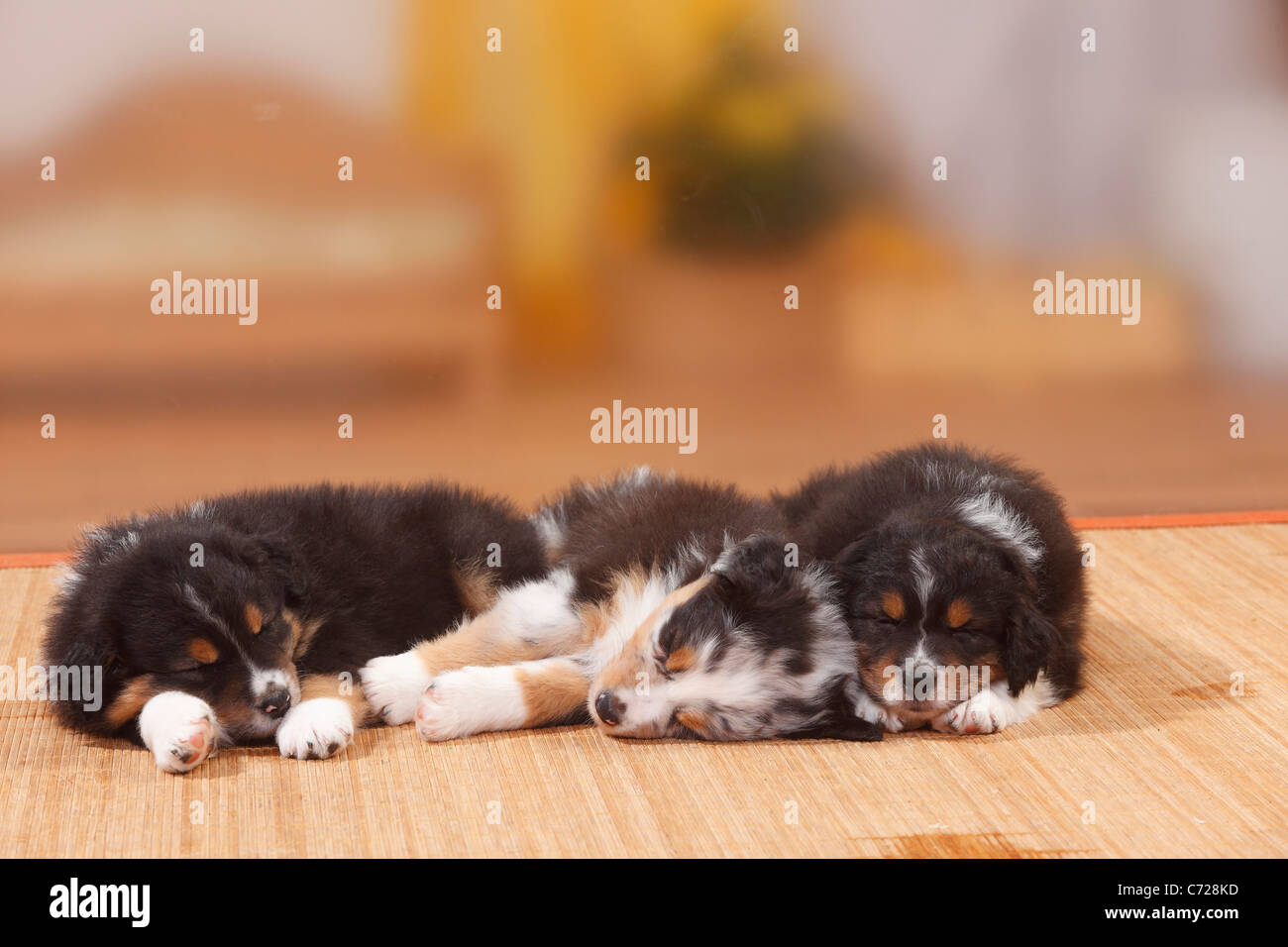 Australian Shepherd, puppies, black-tri and blue-merle Stock Photo - Alamy