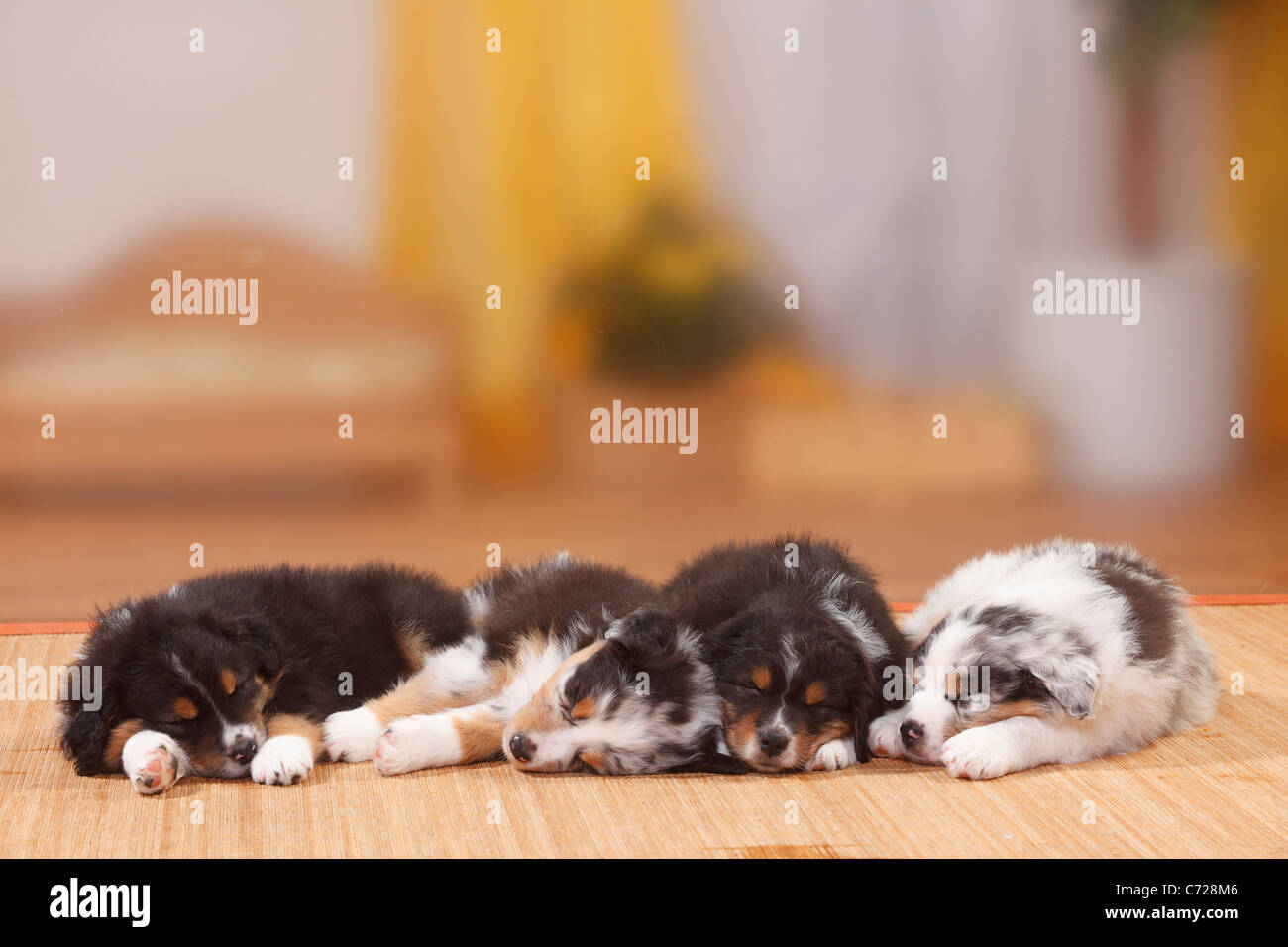 Australian Shepherd, puppies, black-tri and blue-merle Stock Photo - Alamy
