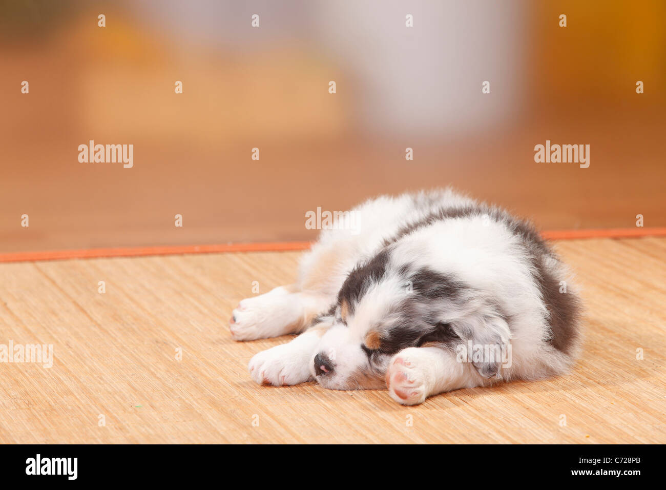 Australian shepherd puppy merle hi-res stock photography and images - Alamy