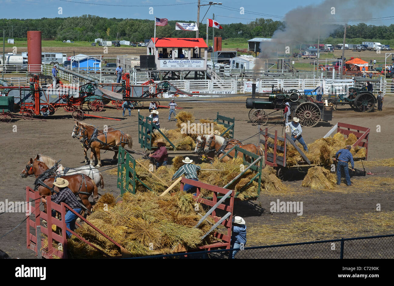 A wheat harvest competition at a rodeo in western Canada Stock Photo ...