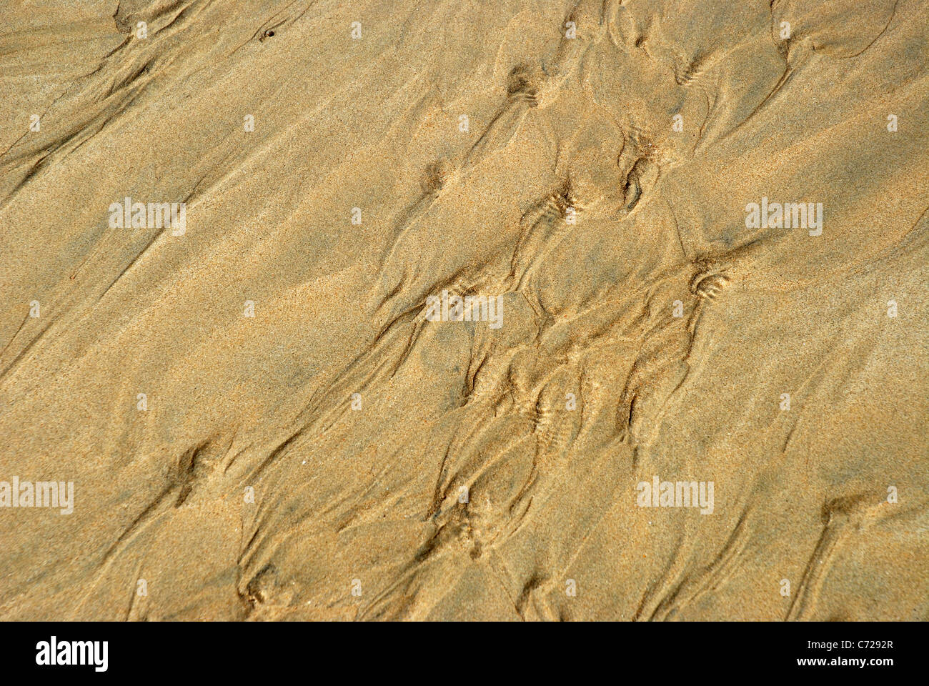 rivulets of water in the beach at low tide, Florence Bay, Magnetic ...