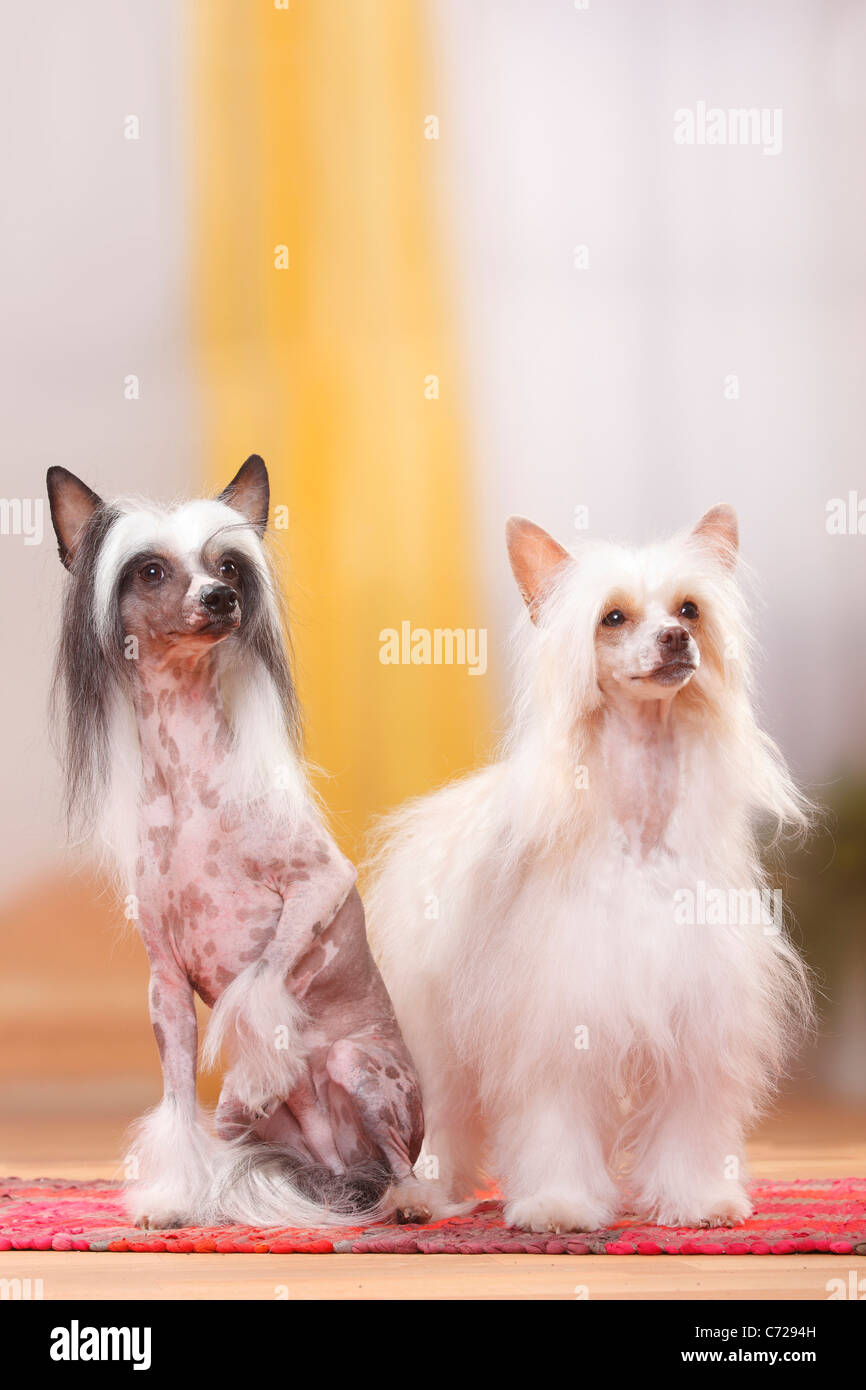 Chinese Crested Powder Puff High Resolution Stock Photography and ...