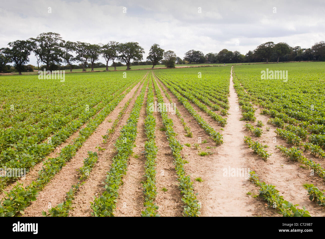 Sustead norfolk hi-res stock photography and images - Alamy