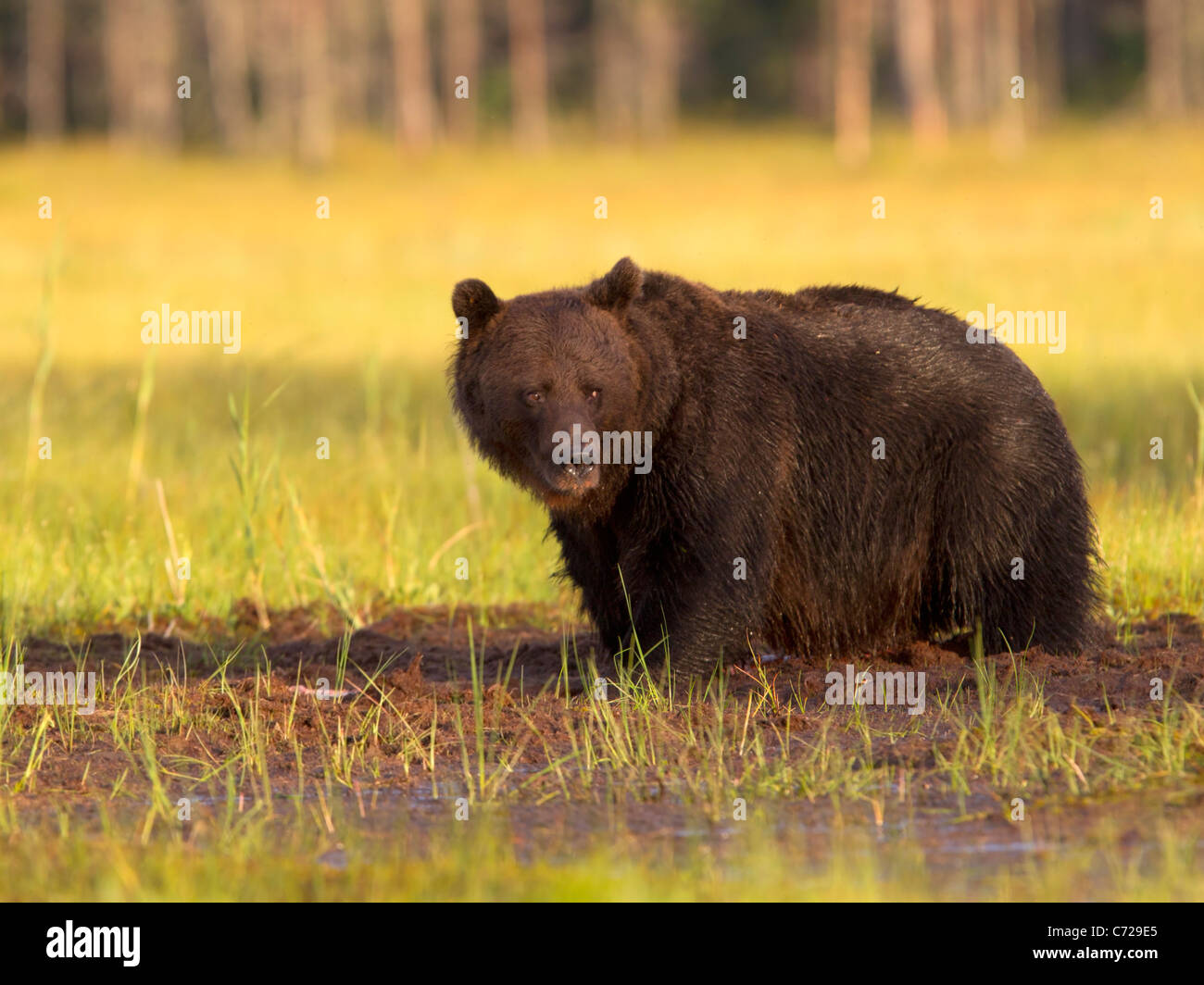 European brown bear in marsh by forest Stock Photo - Alamy