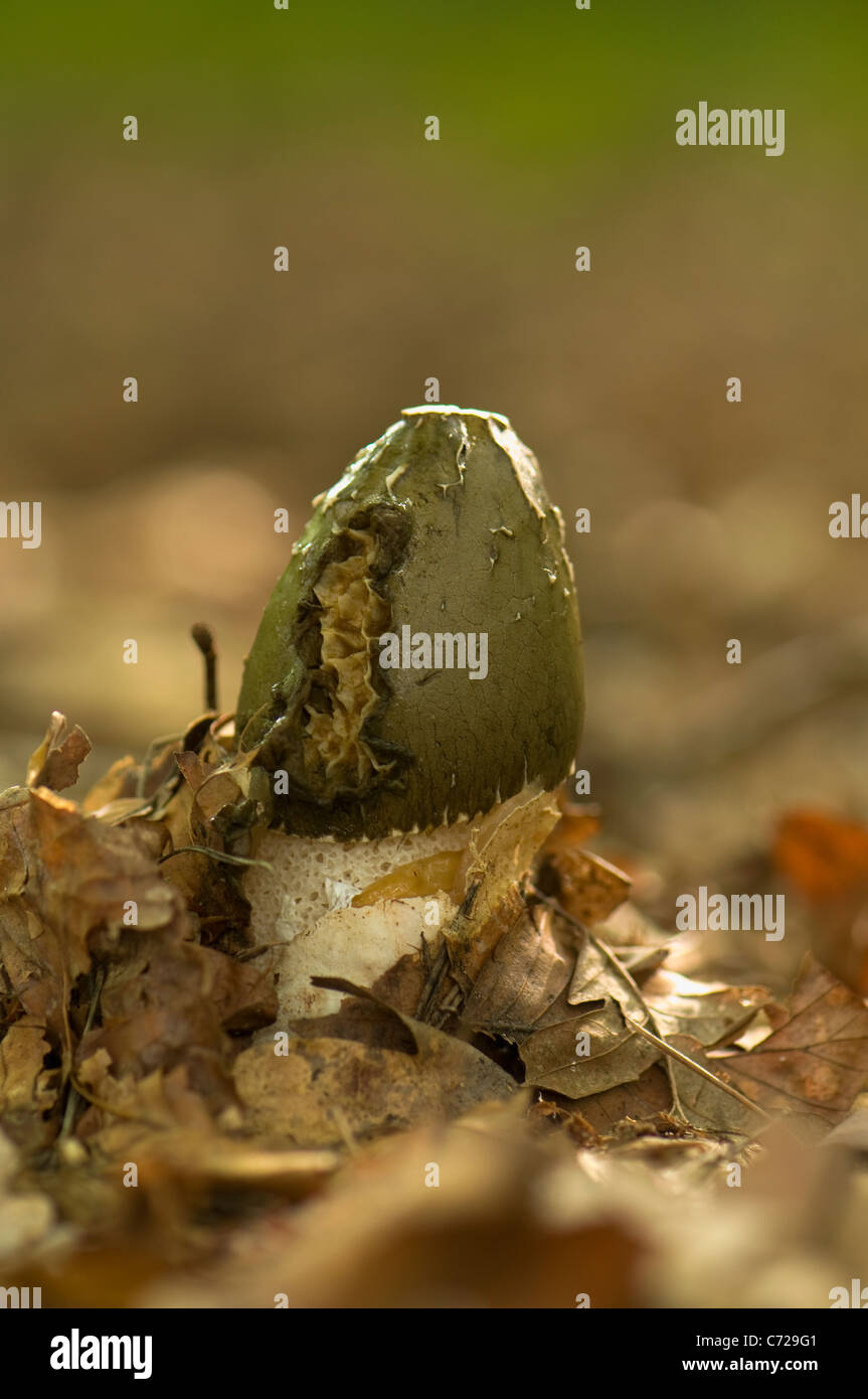 Phallus symbol hi-res stock photography and images - Alamy